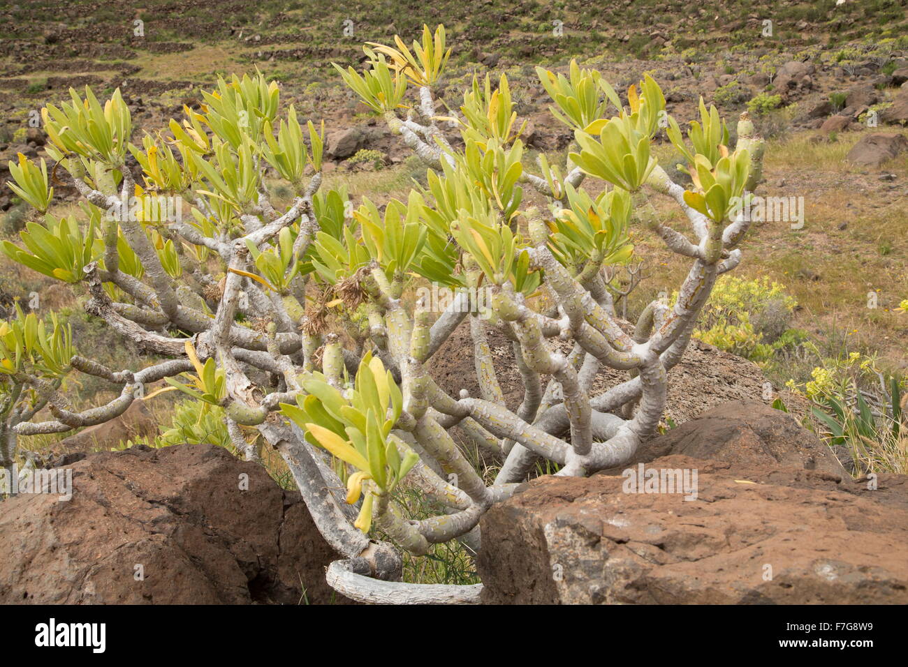 Verode, kleinia neriifolia in dry volcanic landscape, Lanzarote Stock ...