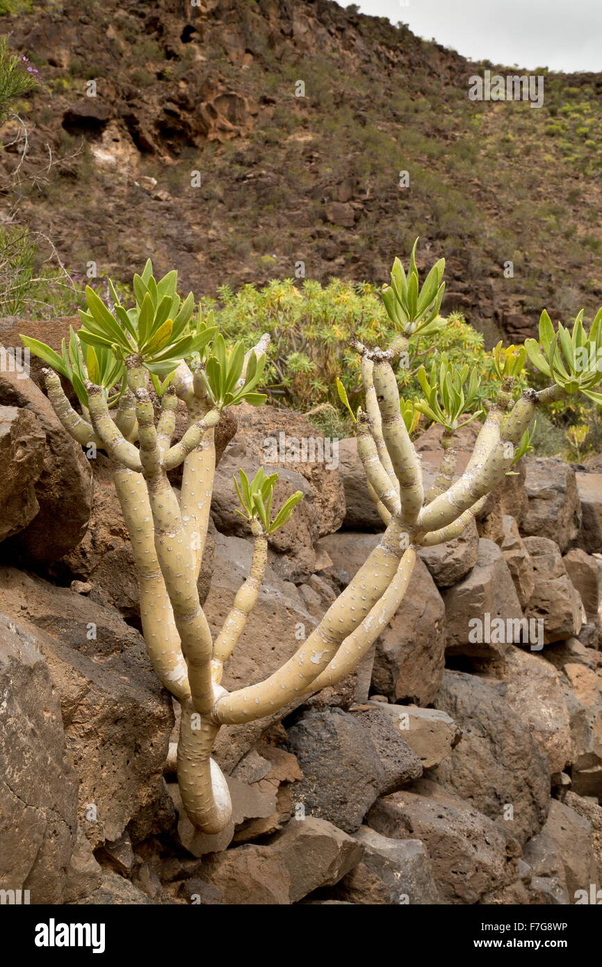 Verode kleinia neriifolia senecio kleinia hi-res stock photography and ...
