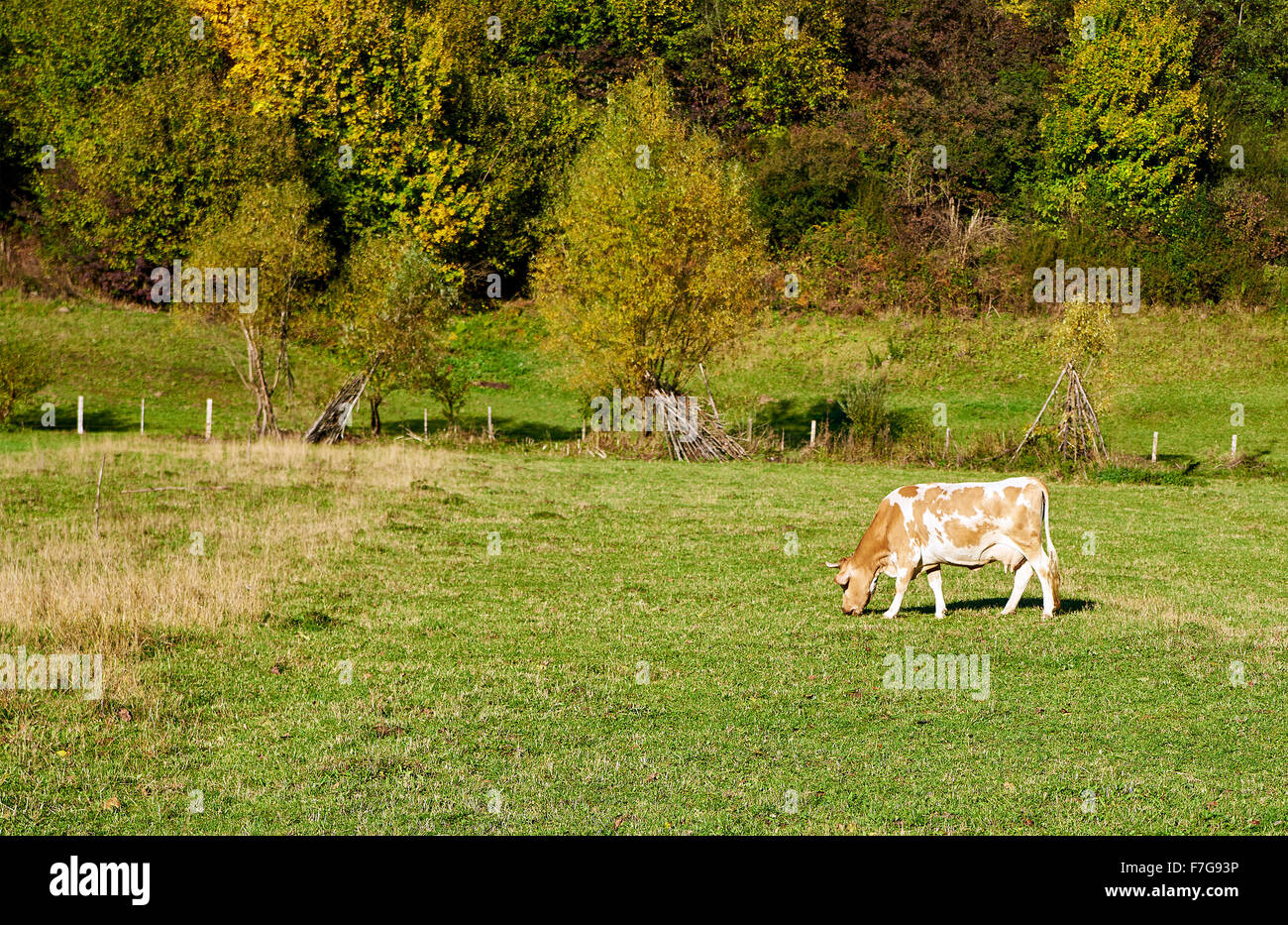 Pastures of the farm hi-res stock photography and images - Alamy