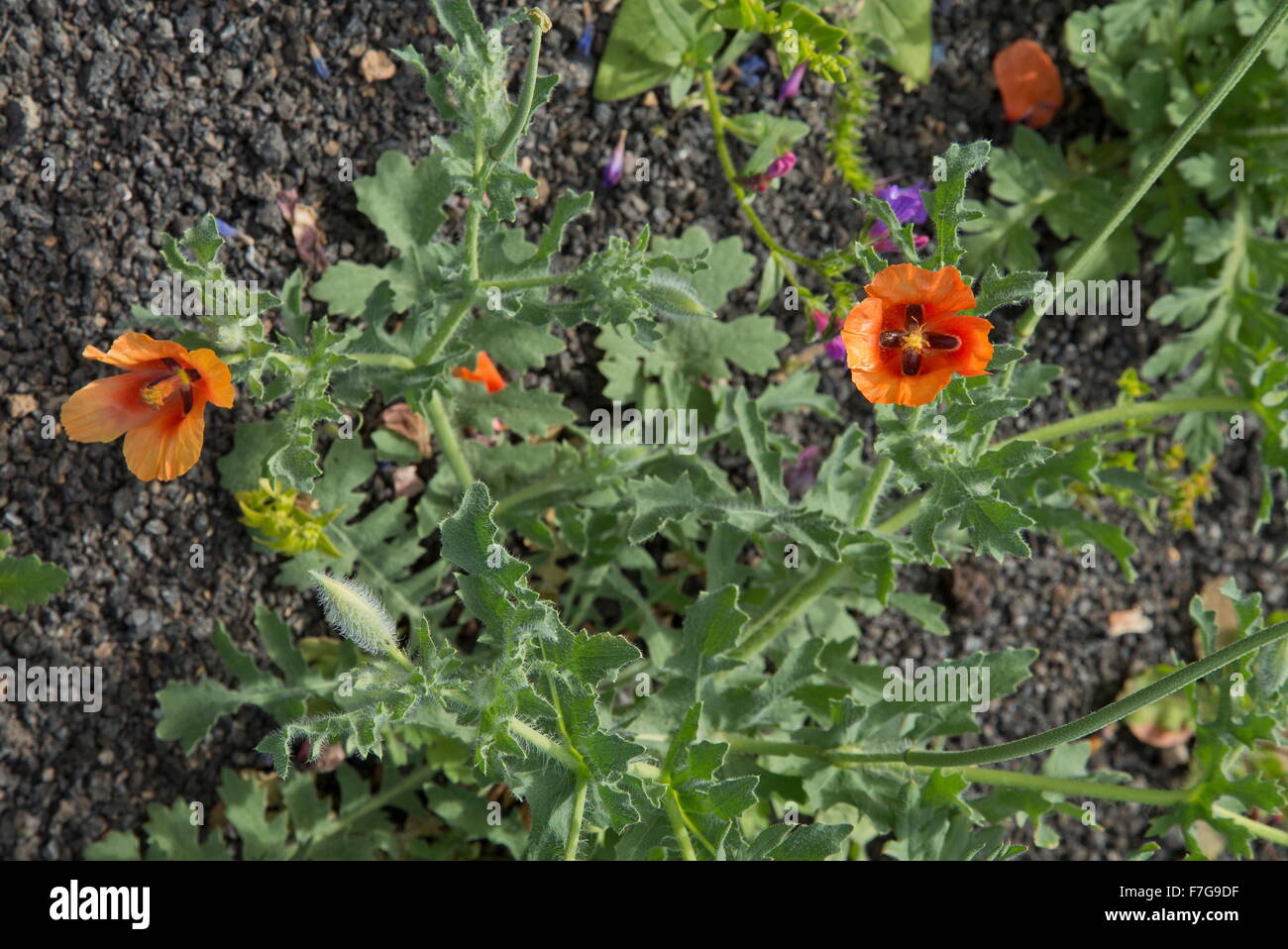 Red horned-poppy, Glaucium corniculatum, in flower, on lava soil ...