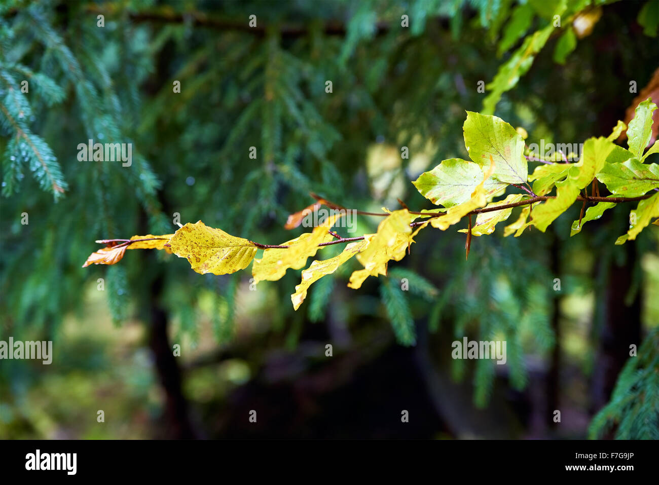 Autumn Tree Branch with yellow leaves close up Stock Photo - Alamy