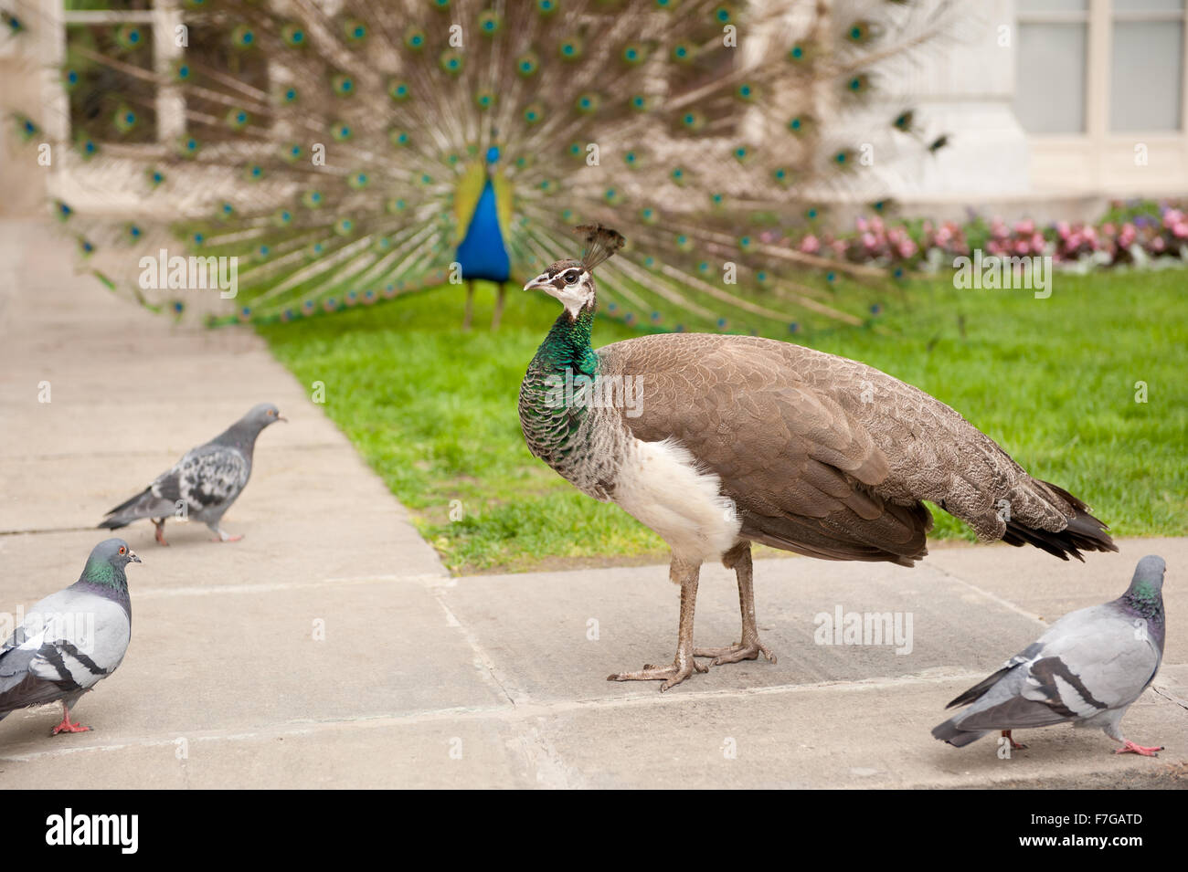 Peacock birds wooing, female watching male display colourful tail ...