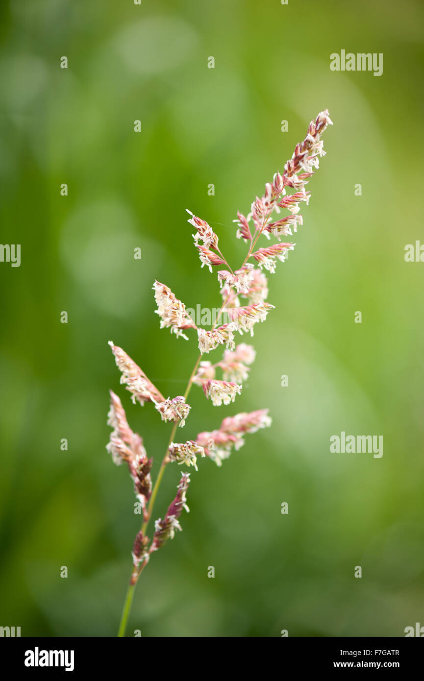 Grass inflorescences and pollen, green blurred background and partially ...