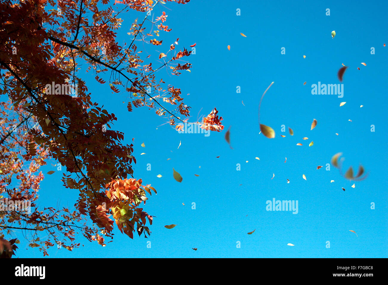 Napa, CA, USA. 24th Nov, 2015. A gust of wind blows leaves off a tree ...
