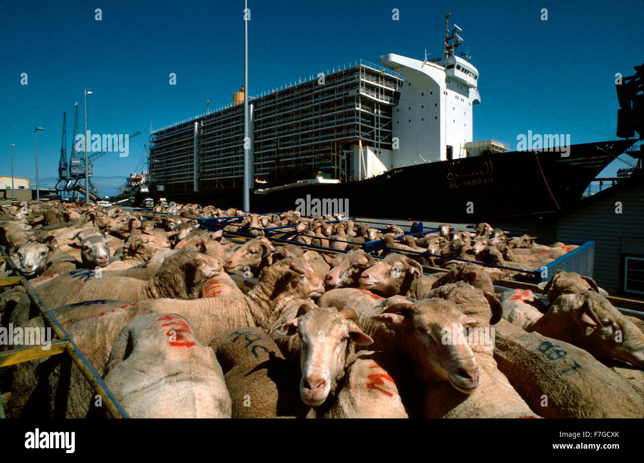AJAXNETPHOTO. 1986.FREMANTLE, AUSTRALIA. SHEEP WAITING TO BE LOADED ...