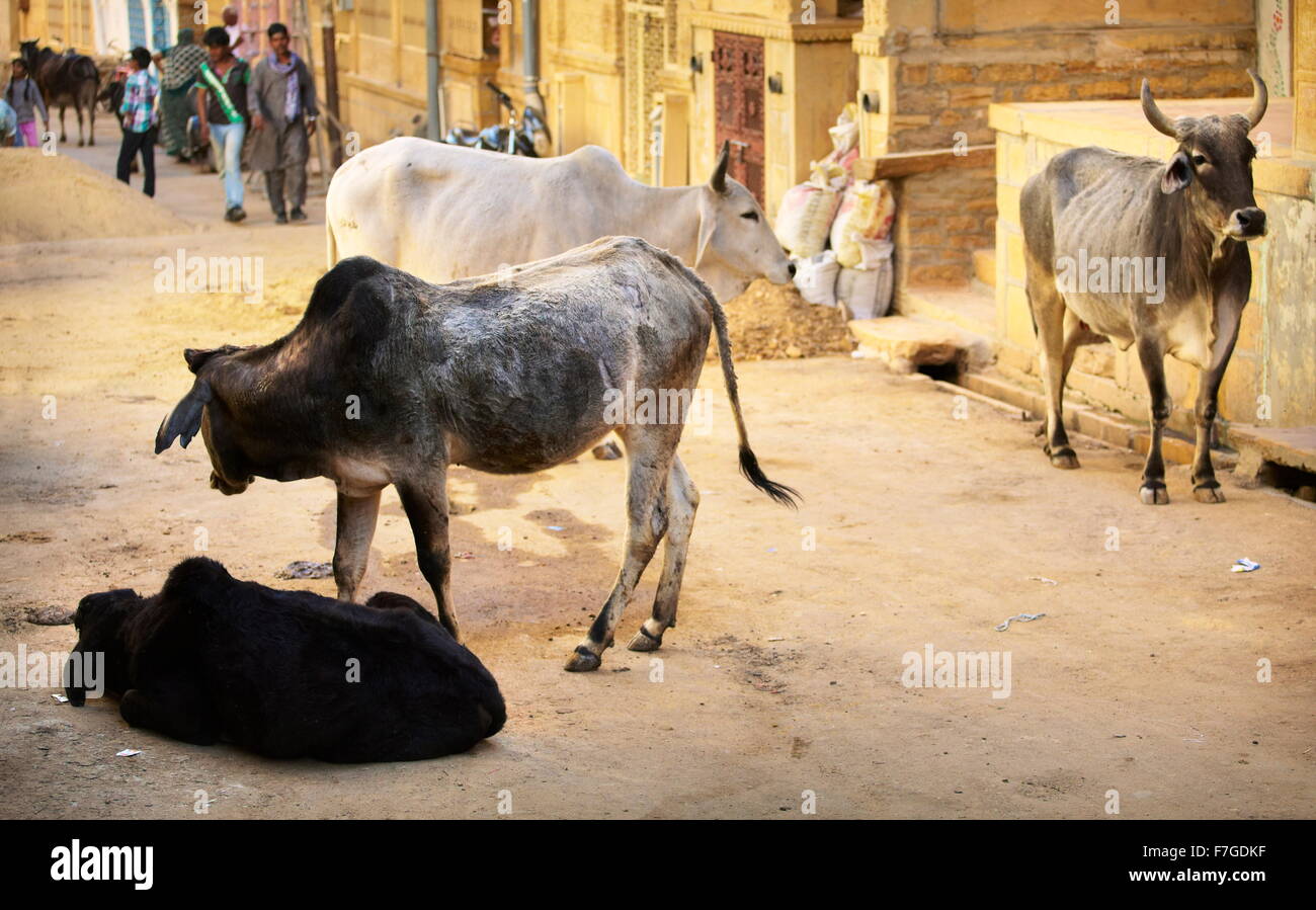 Cow on indian street hi-res stock photography and images - Alamy