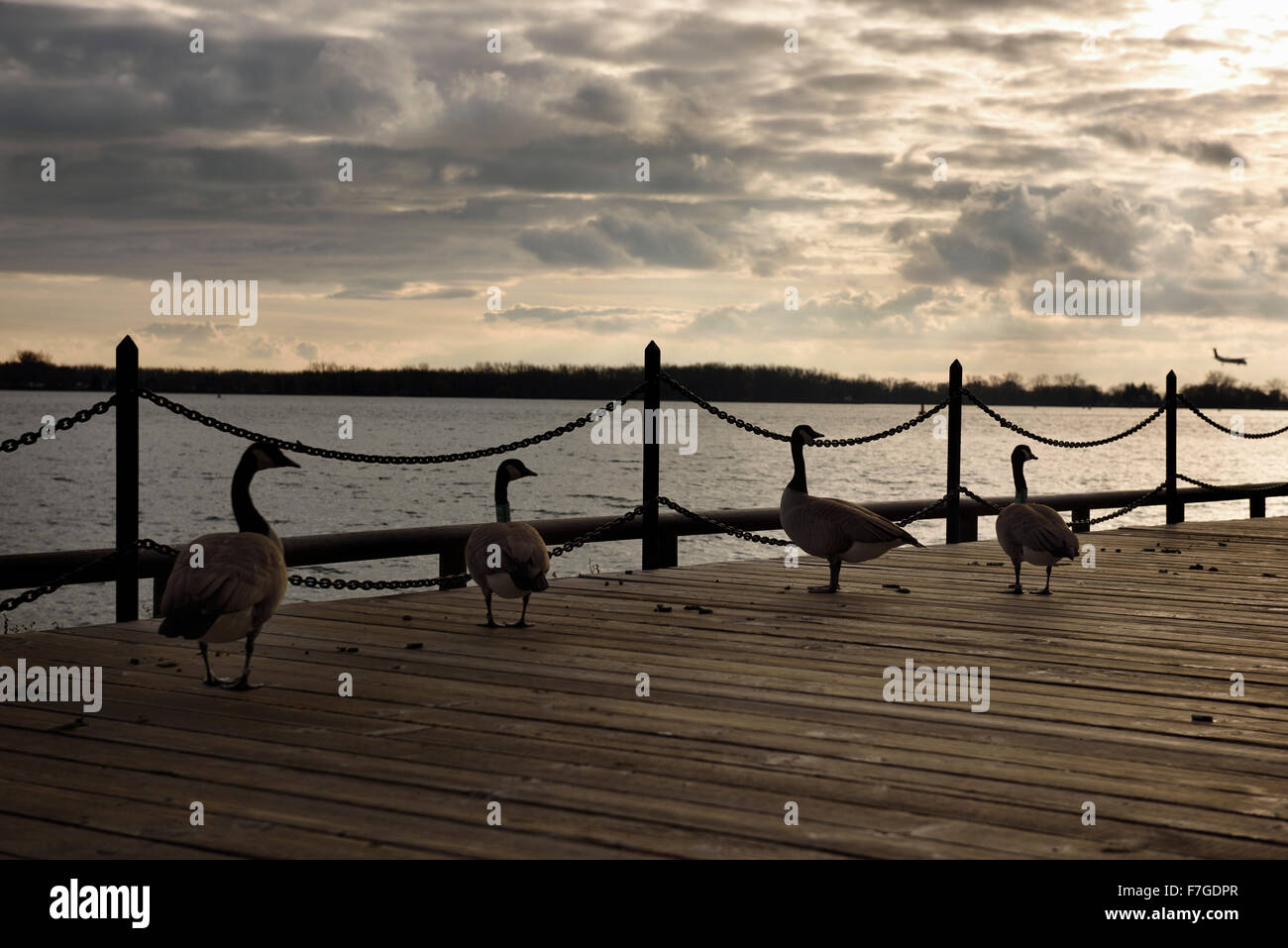 Canada Geese looking at plane landing at the Island Airport Toronto ...
