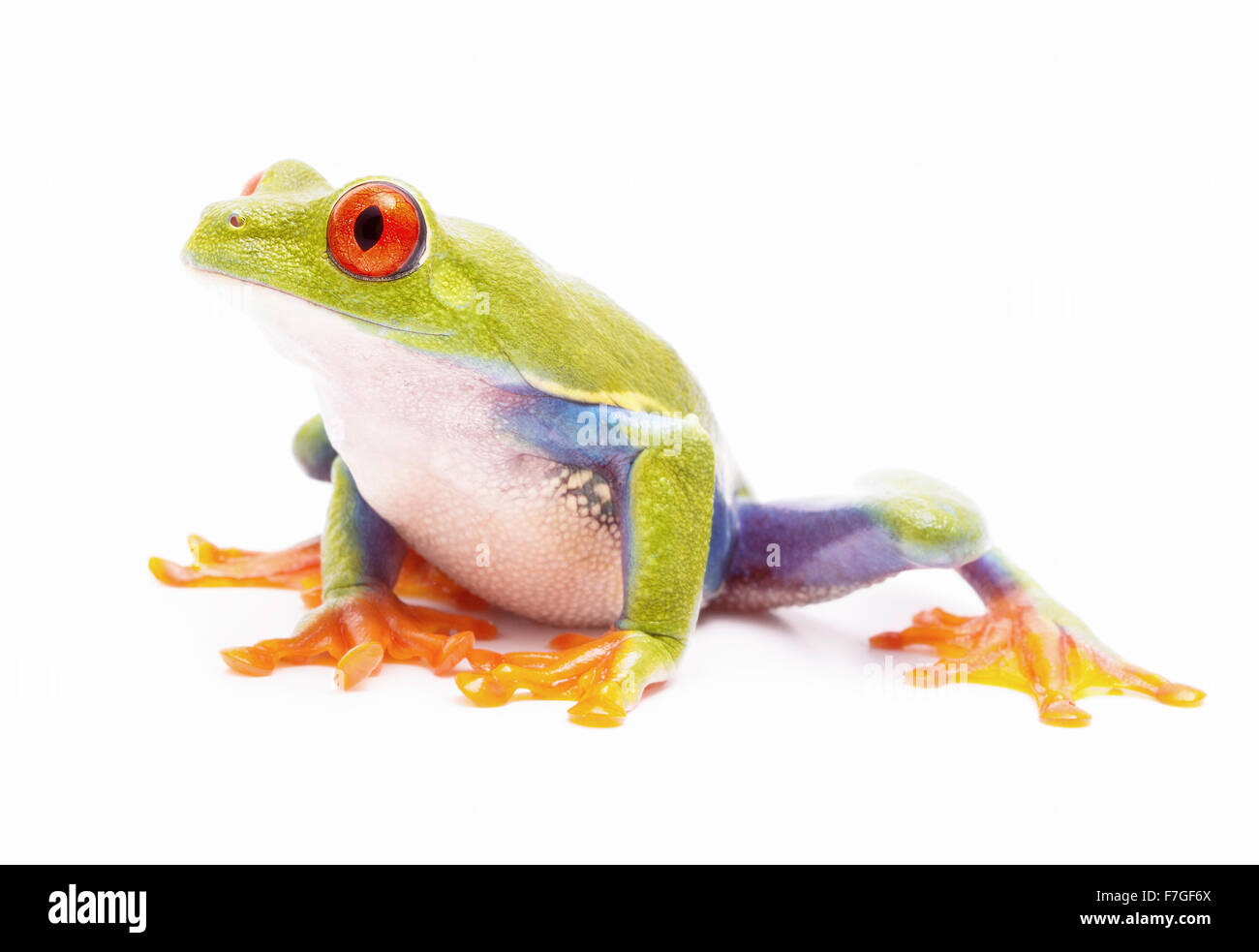 red eyed tree frog isolated on white a macro of a beautiful rain forest ...