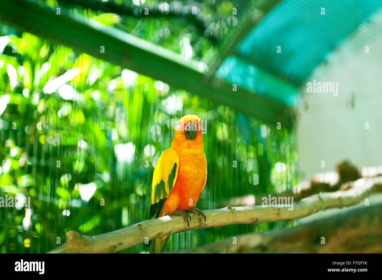 Colourful parrot bird sitting on the perch Stock Photo - Alamy