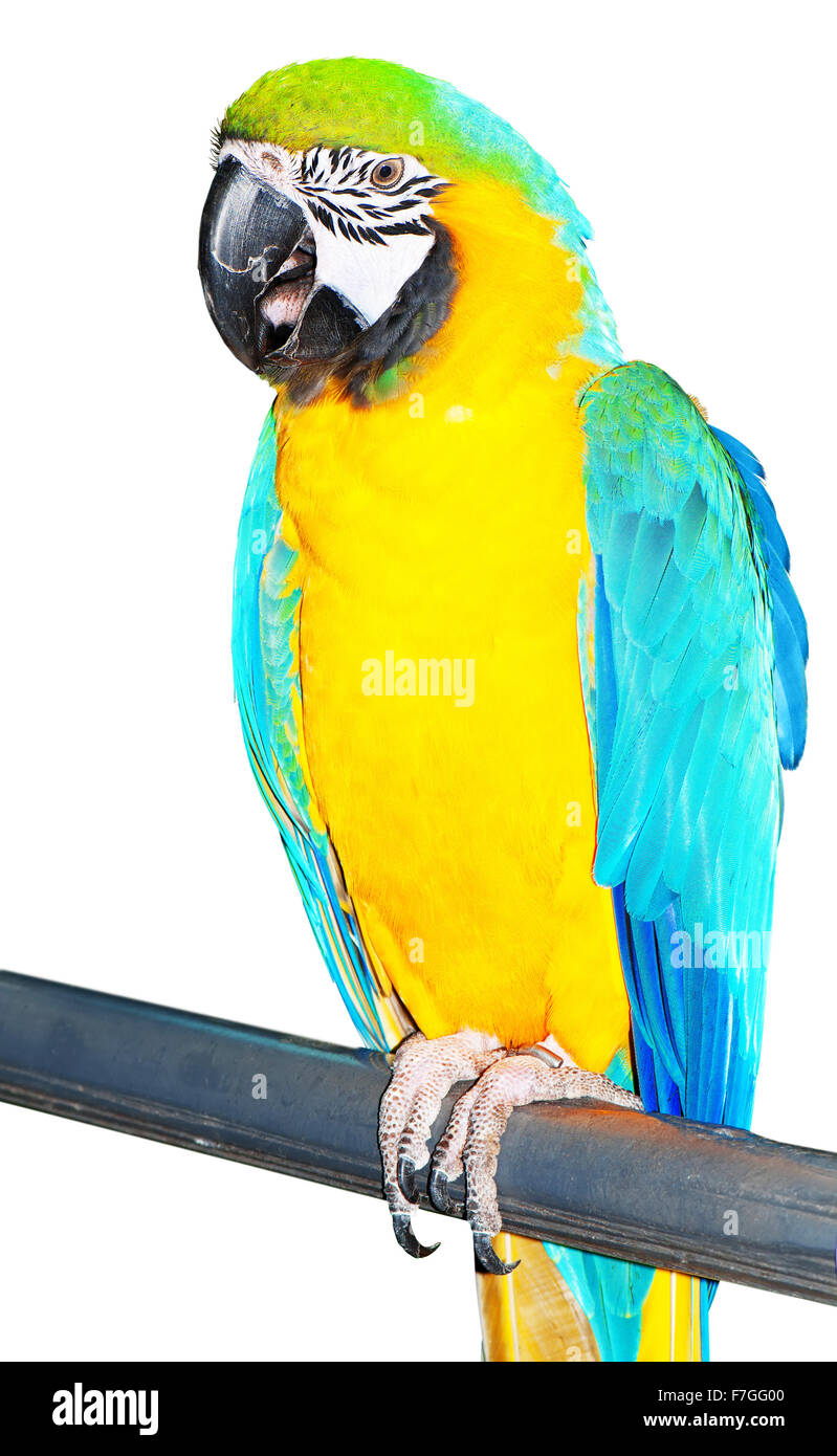 Blue macaw parrot sitting Cut Out Stock Images & Pictures - Alamy