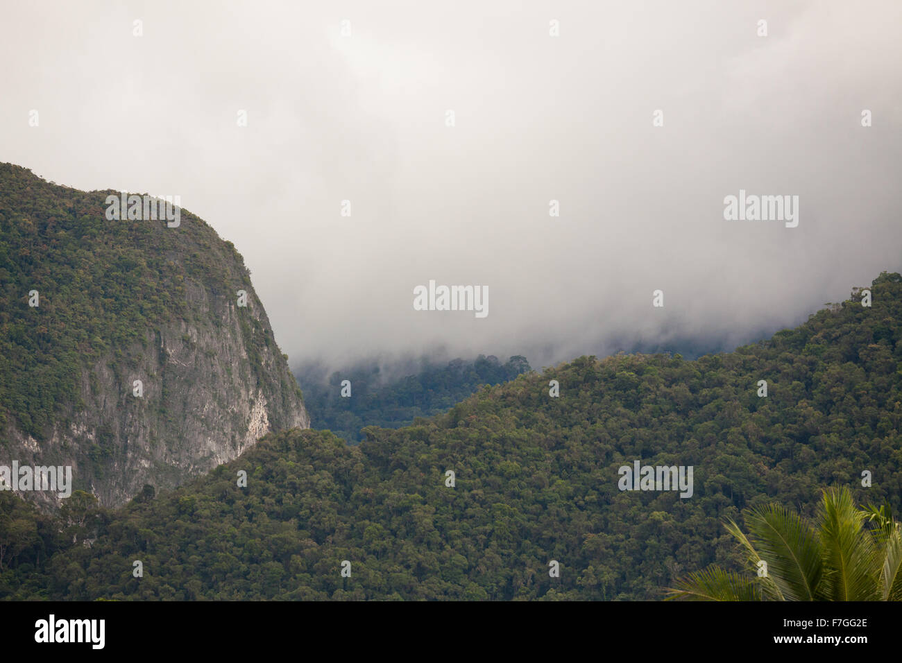 Exotic rainforest landscape Stock Photo - Alamy
