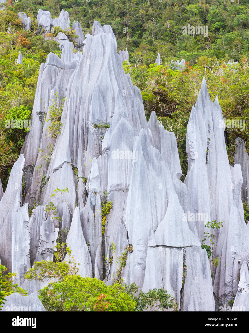 Limestone pinnacles at gunung mulu national park Stock Photo - Alamy