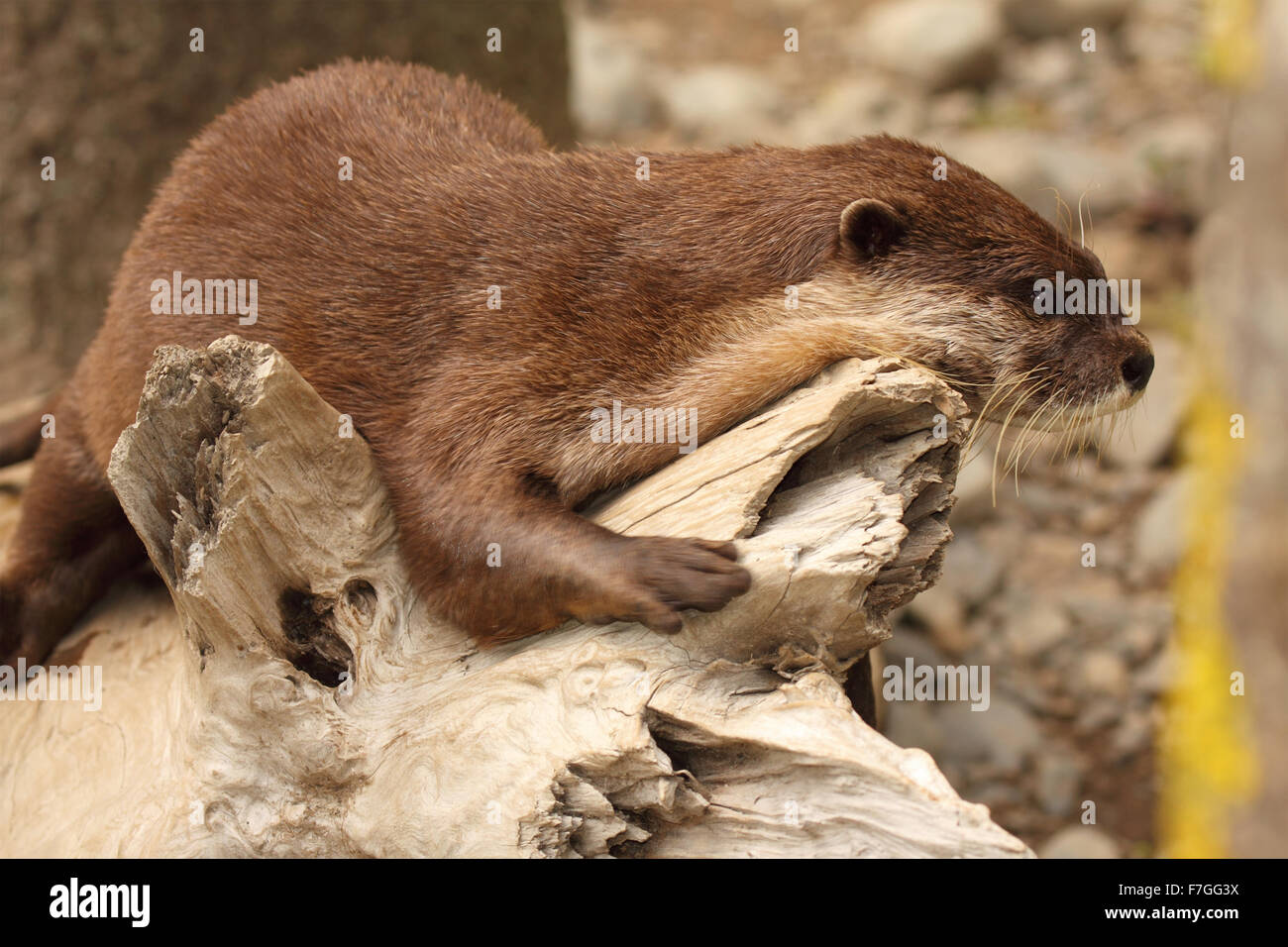 Otter on log hi-res stock photography and images - Alamy