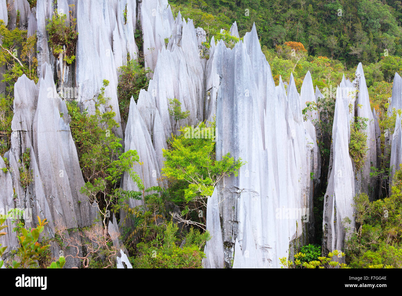 Limestone pinnacles at gunung mulu national park Stock Photo - Alamy