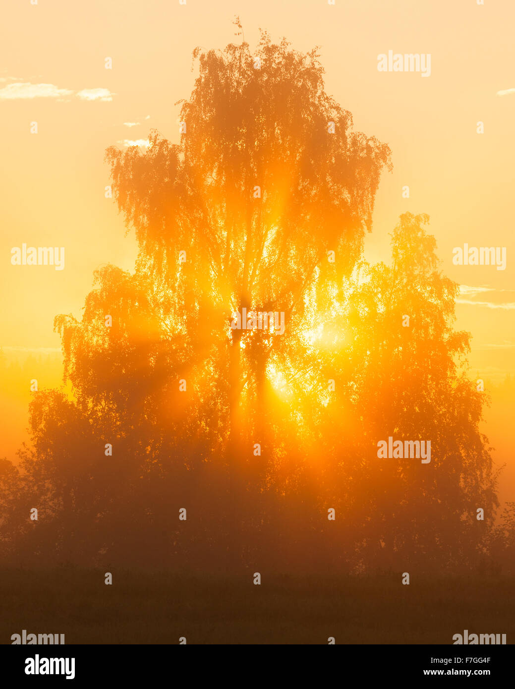 Sunbeams through tree in morning fog Stock Photo - Alamy