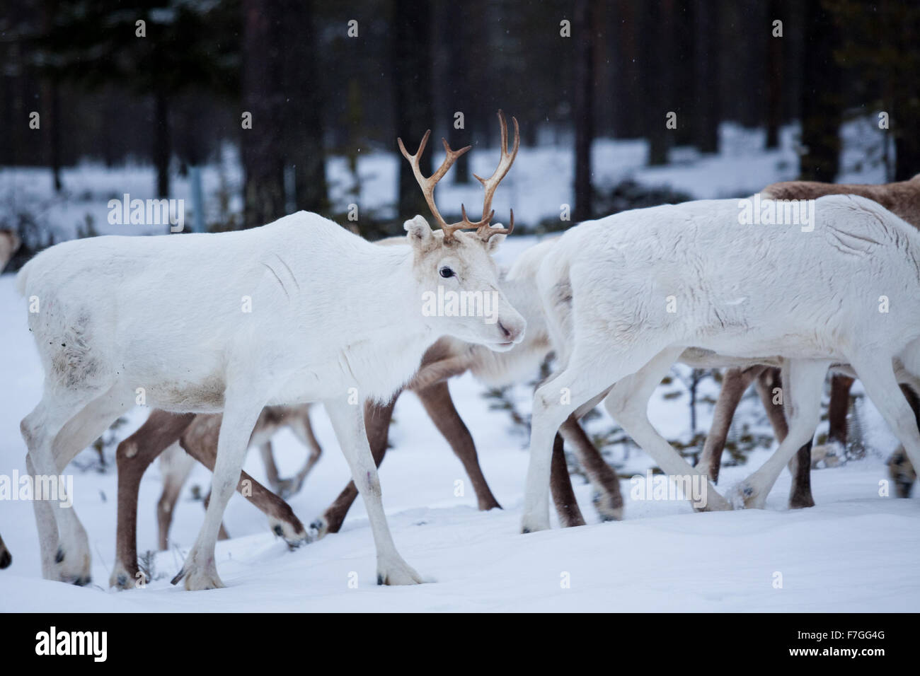 Finnish forest reindeer hi-res stock photography and images - Alamy