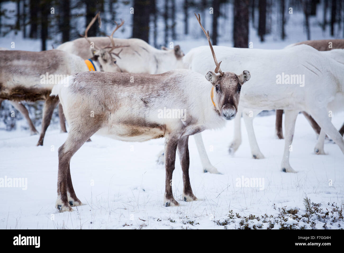 Arctic reindeer herd hi-res stock photography and images - Alamy