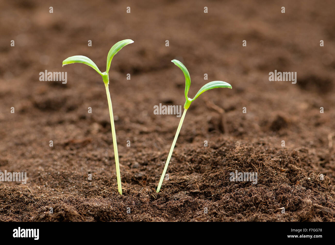 Green seedling illustrating concept of new life Stock Photo - Alamy