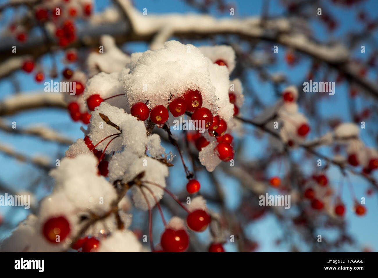 Snow crabapple tree hi-res stock photography and images - Alamy