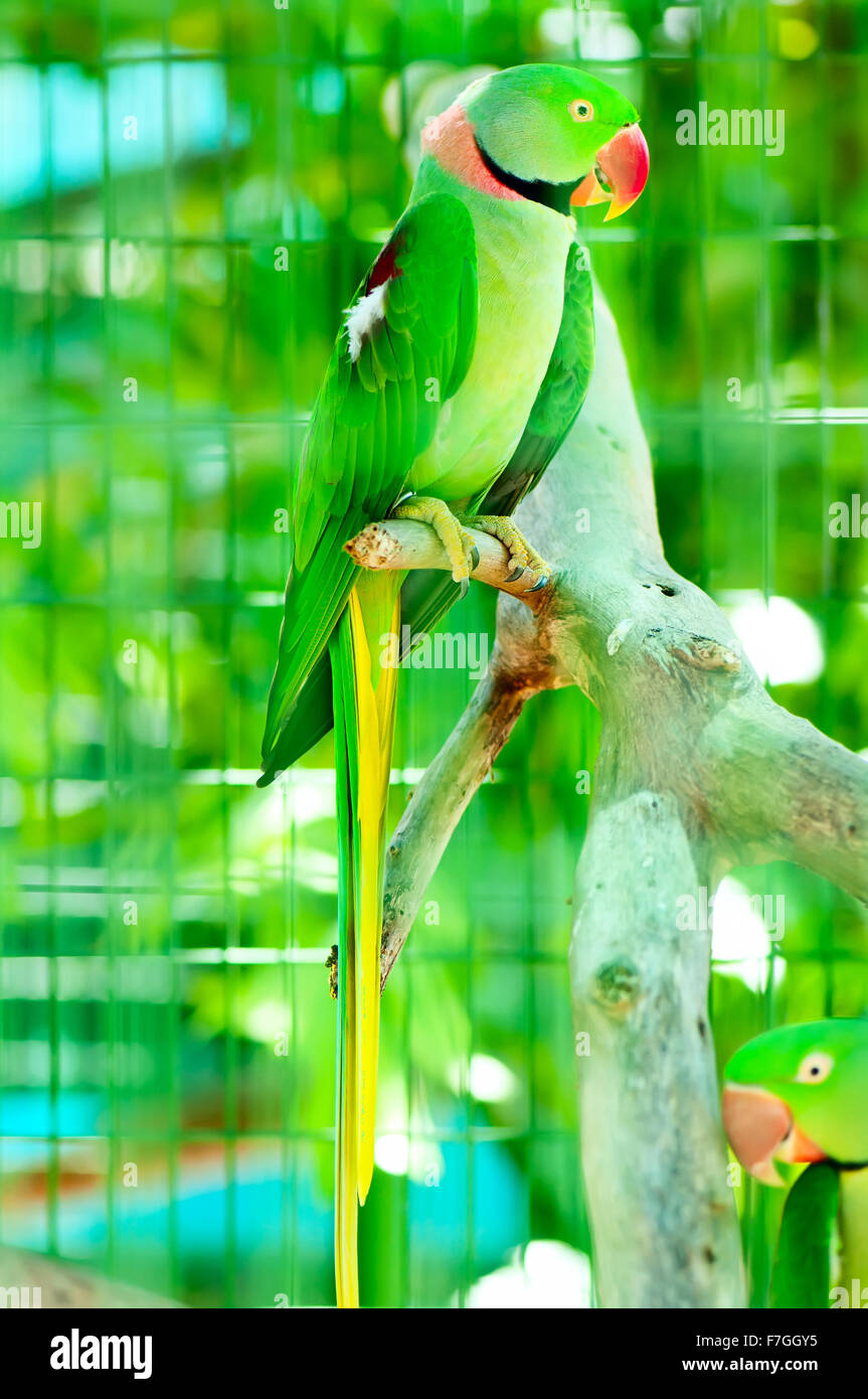 Colourful parrot bird sitting on the perch Stock Photo - Alamy