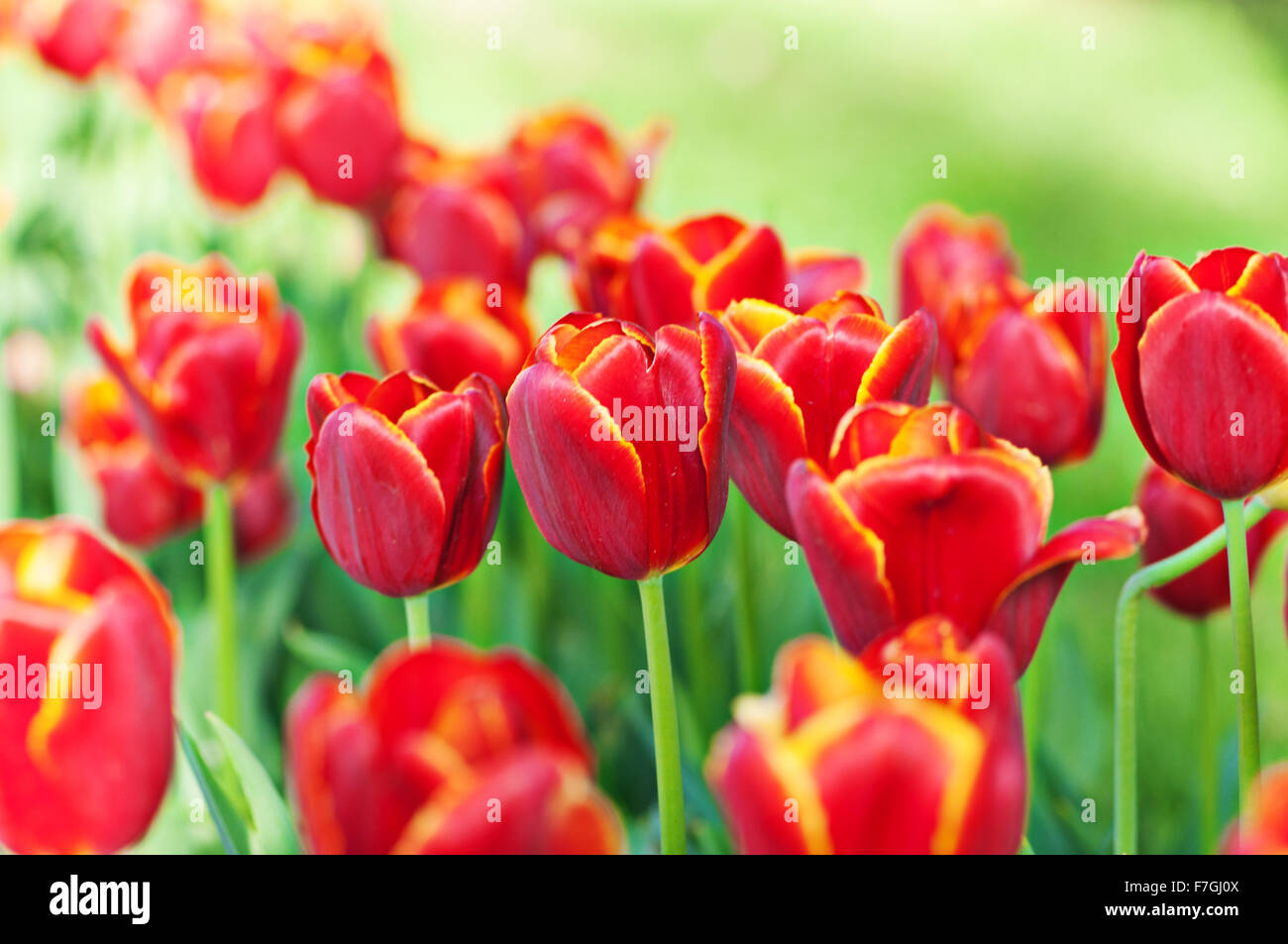 Many tulips in the park Stock Photo - Alamy