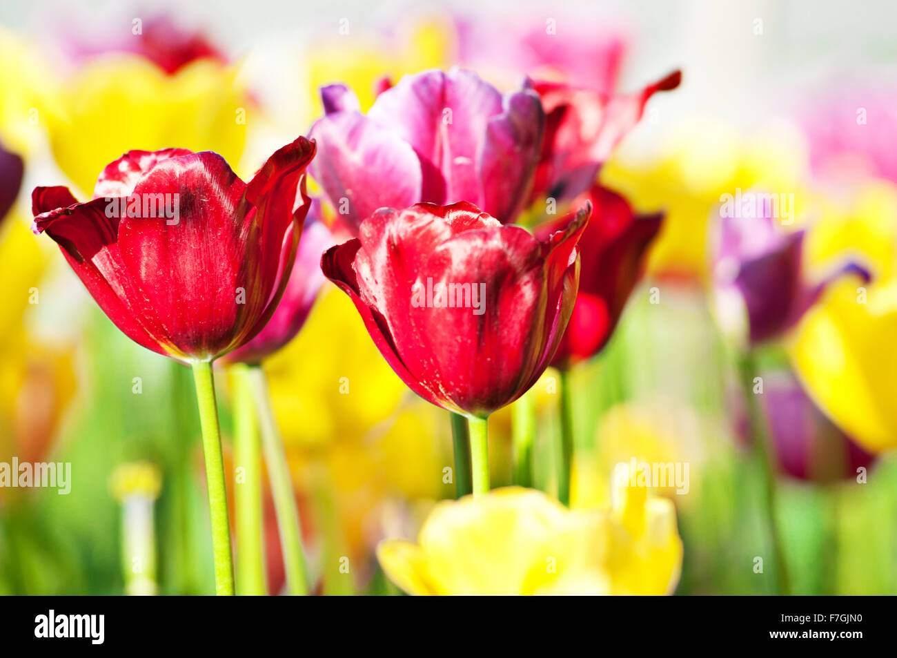 Many tulips in the park Stock Photo - Alamy