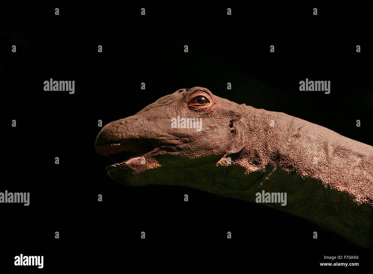 Head and neck of dinosaur reconstruction, isolated over black ...