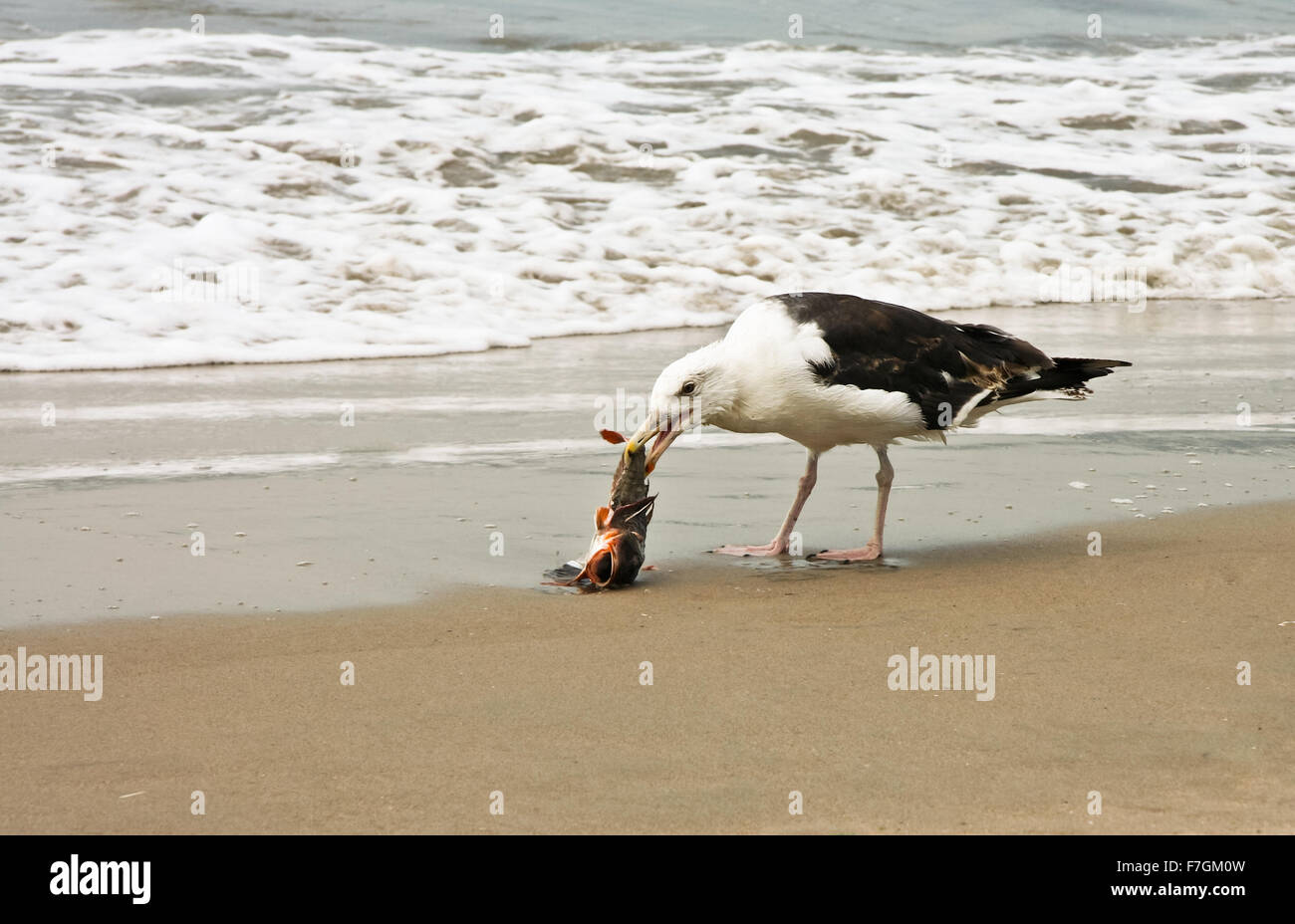 Seagull eating a dead fish on Coney Island peninsula, on the Atlantic ...