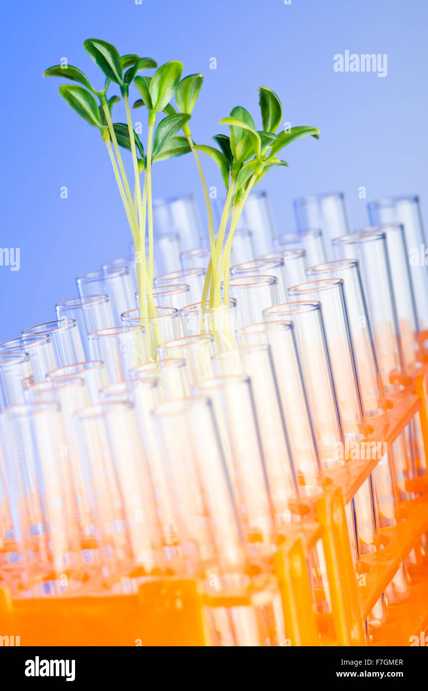 Experiment with green seedlings in the lab Stock Photo - Alamy