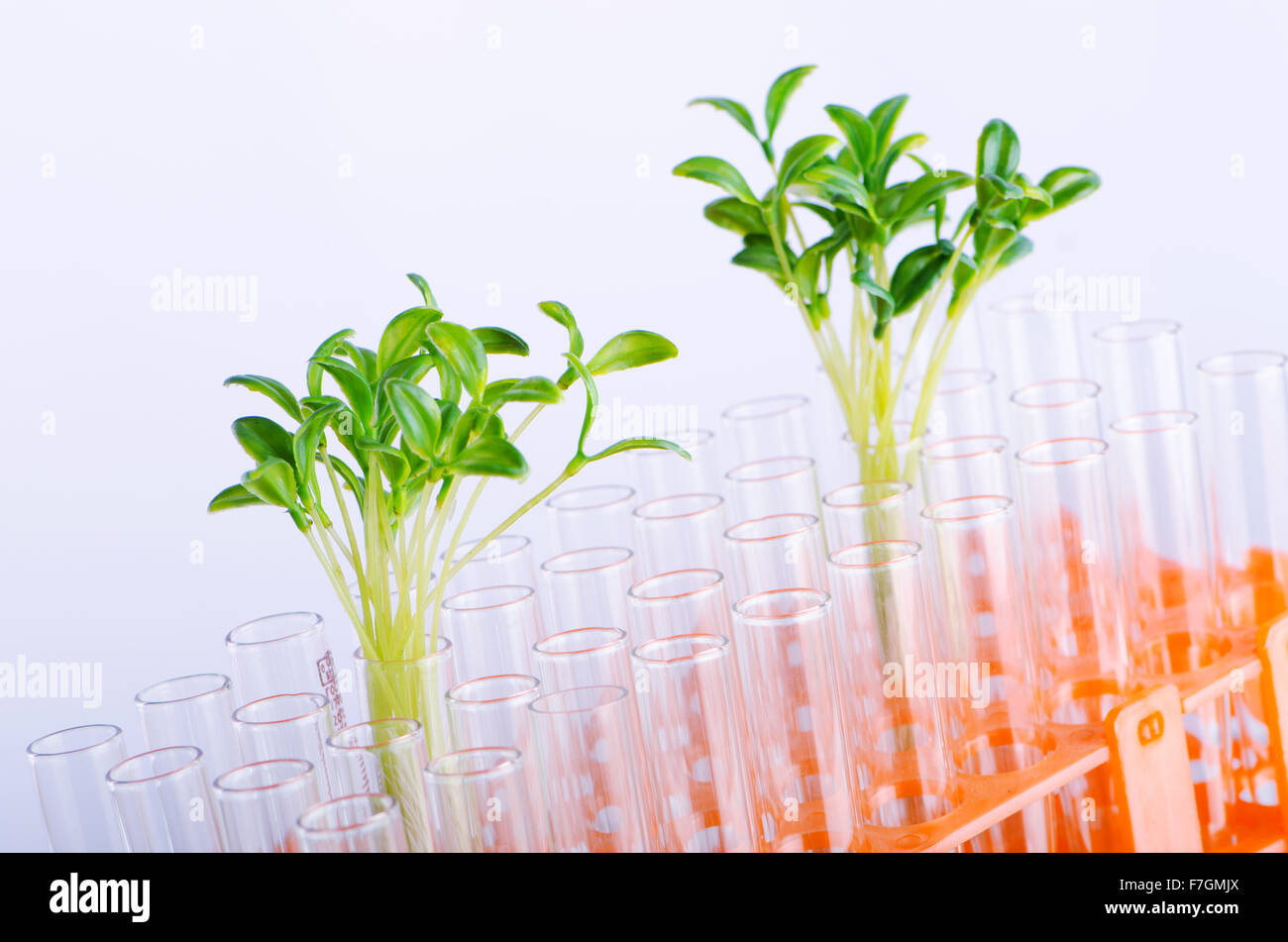 Lab experiment with green seedlings Stock Photo - Alamy