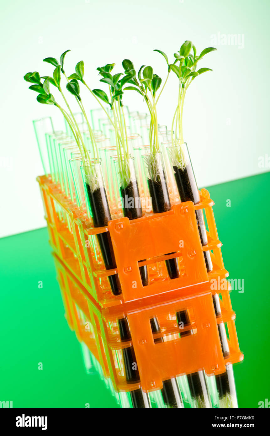 Experiment with green seedlings in the lab Stock Photo - Alamy