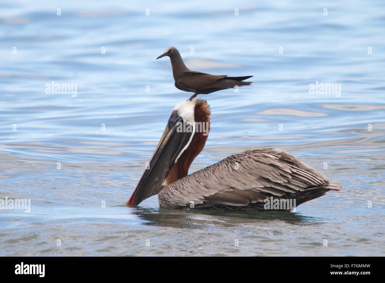 Brown noddy hi-res stock photography and images - Alamy