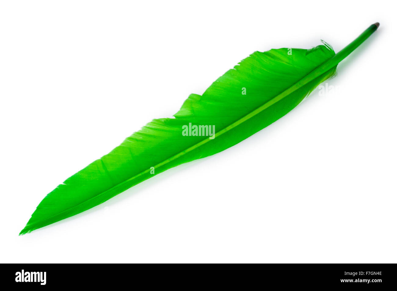 Writing feather isolated on the white background Stock Photo - Alamy