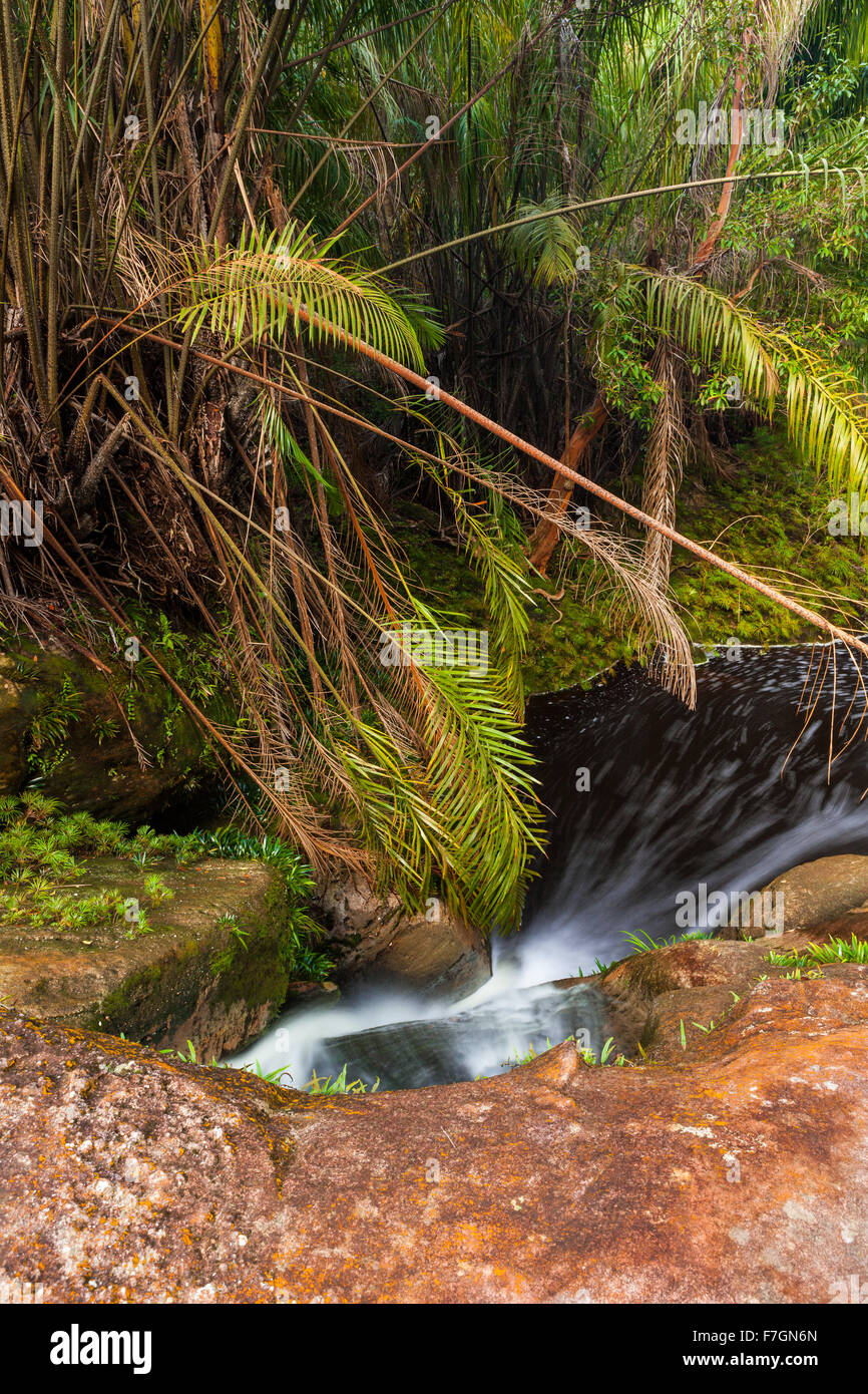 Small stream in jungle Stock Photo - Alamy