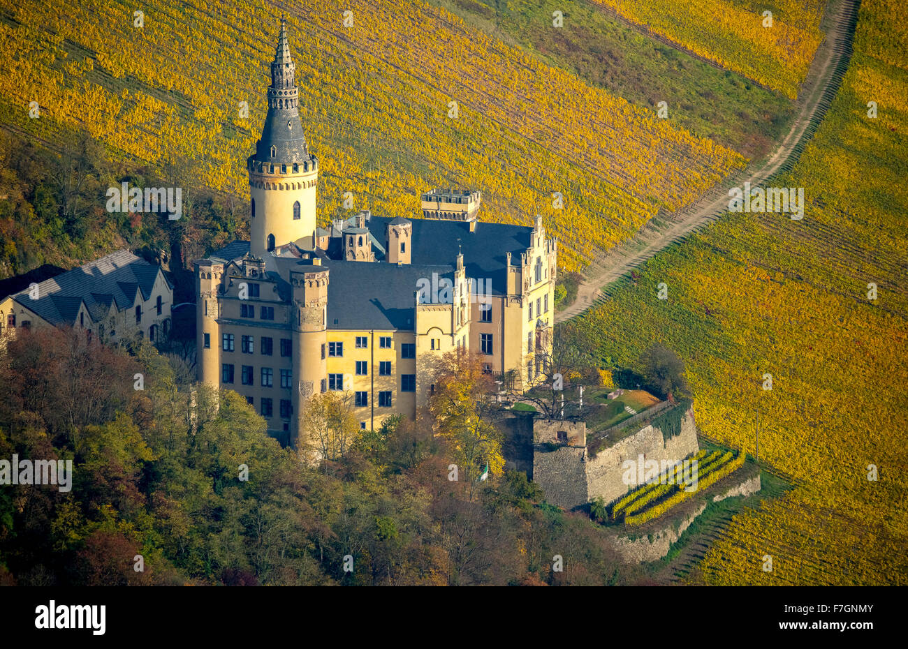 Vineyards in autumn, vine leaves, late harvest Arenfels Castle, owned ...