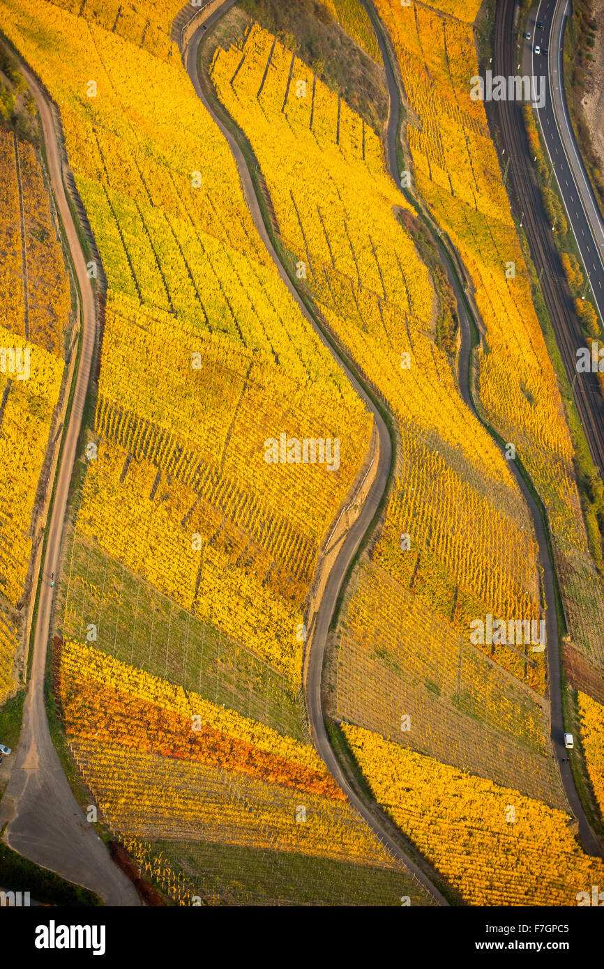 left bank of the Rhine Rhine valley with vineyards and autumn foliage ...