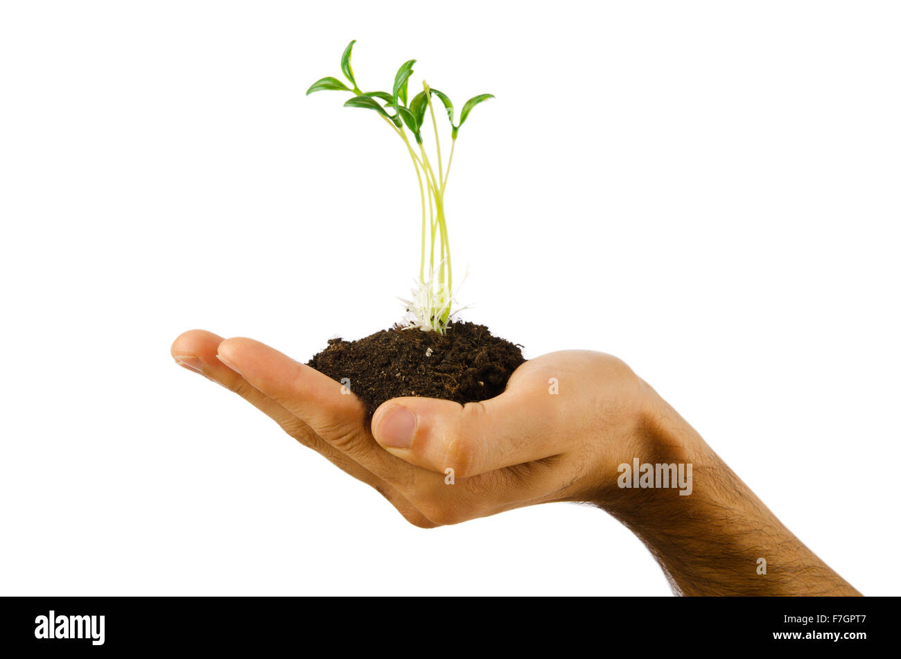 Green seedling in the hand Stock Photo - Alamy