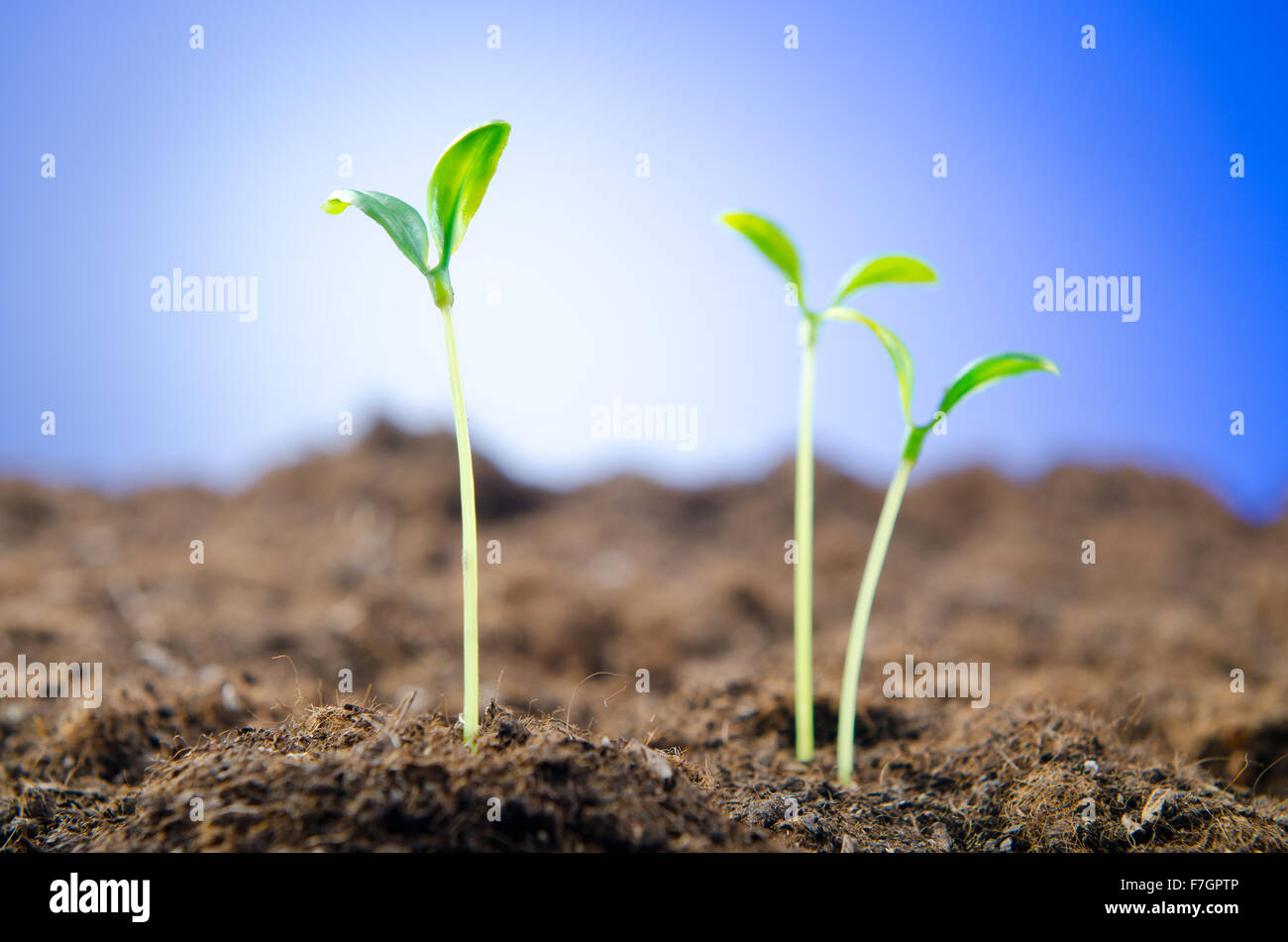 Green seedlings in new life concept Stock Photo - Alamy