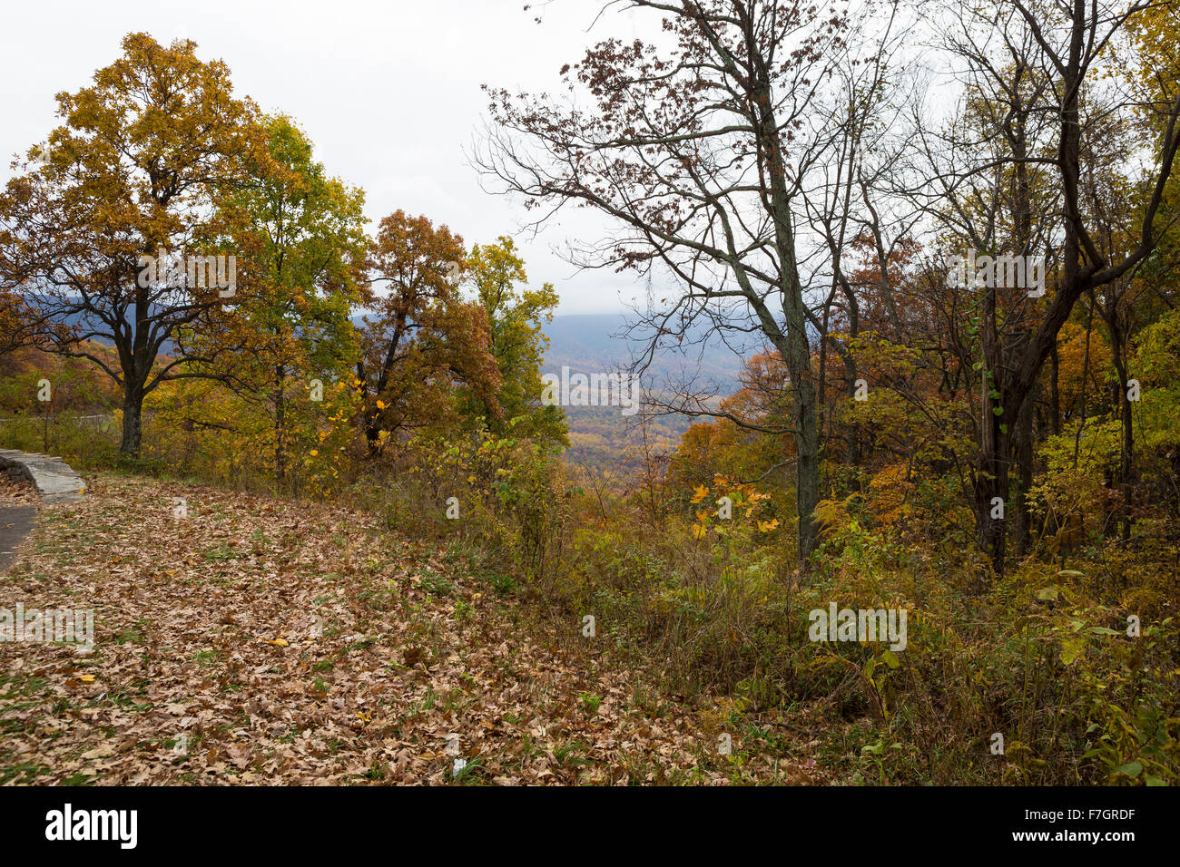 Fall color in Virginia Stock Photo - Alamy