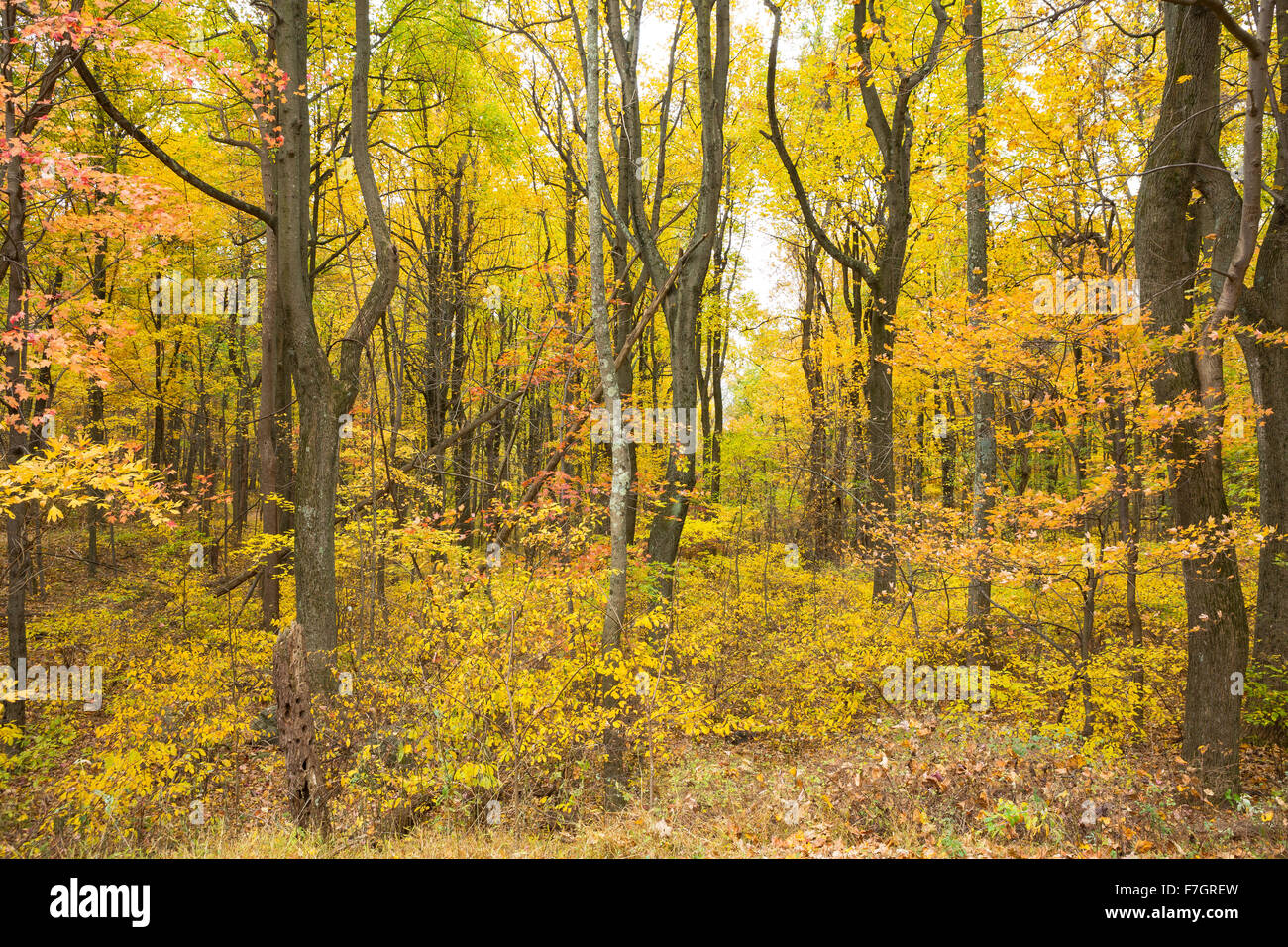 Fall color in Virginia Stock Photo - Alamy