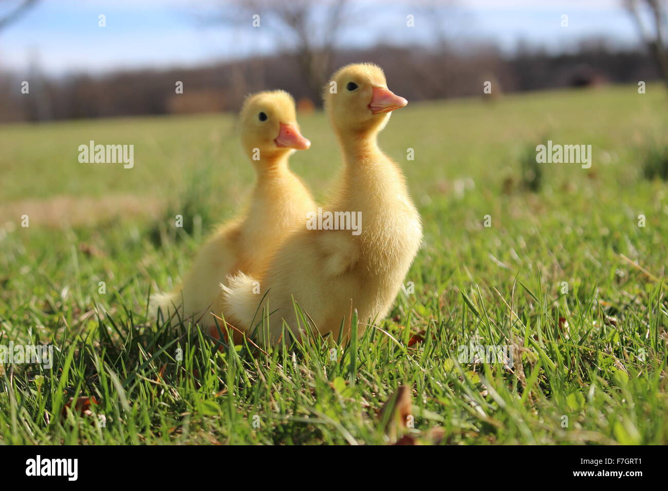 Ducklings in spring hi-res stock photography and images - Alamy