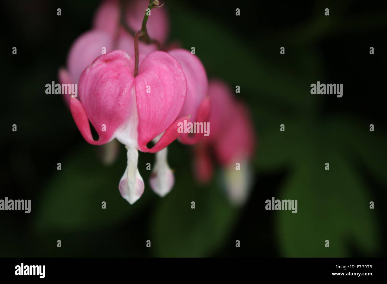 Bleeding Heart Flower Stock Photo - Alamy