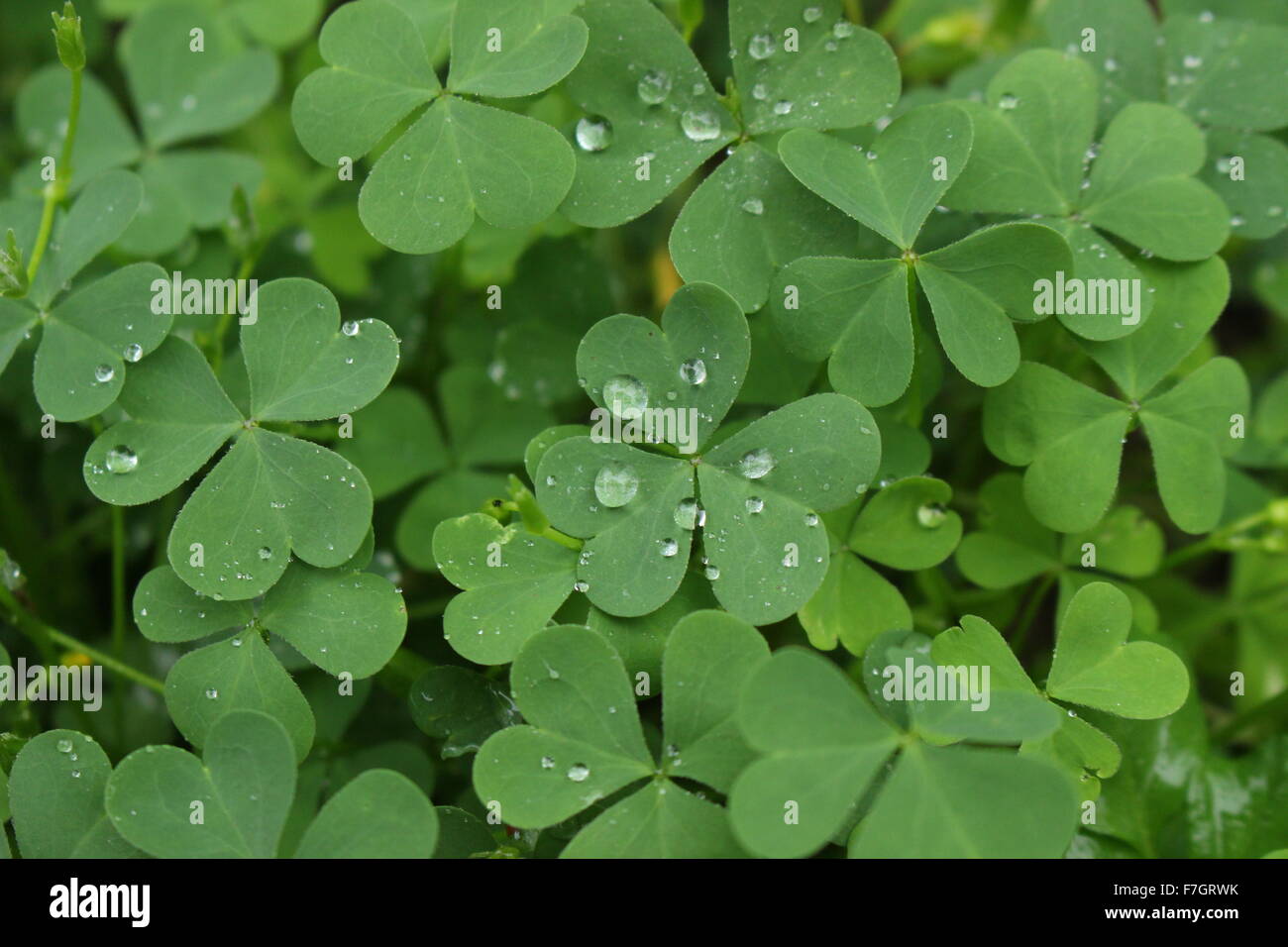 Clover Leaves in the Rain Stock Photo - Alamy