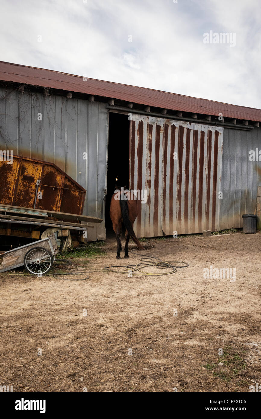 Horse Behind