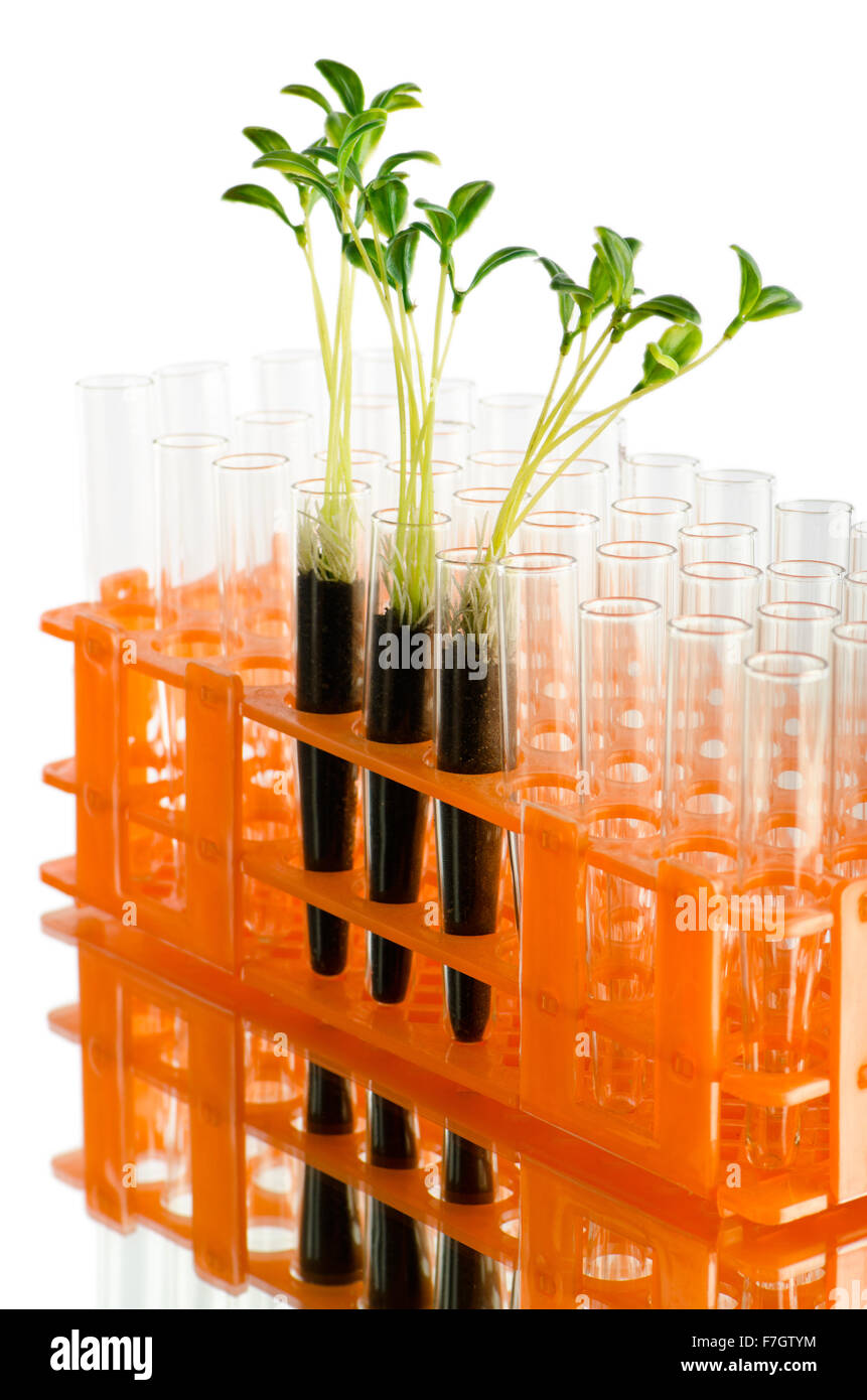 Lab experiment with green leaves Stock Photo - Alamy
