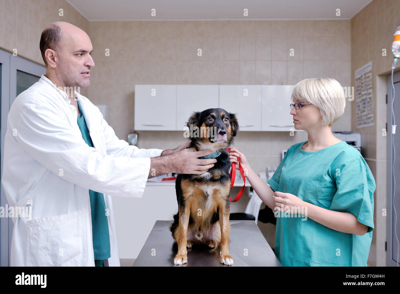portrait of a veterinarian and assistant in a small animal clinic at ...
