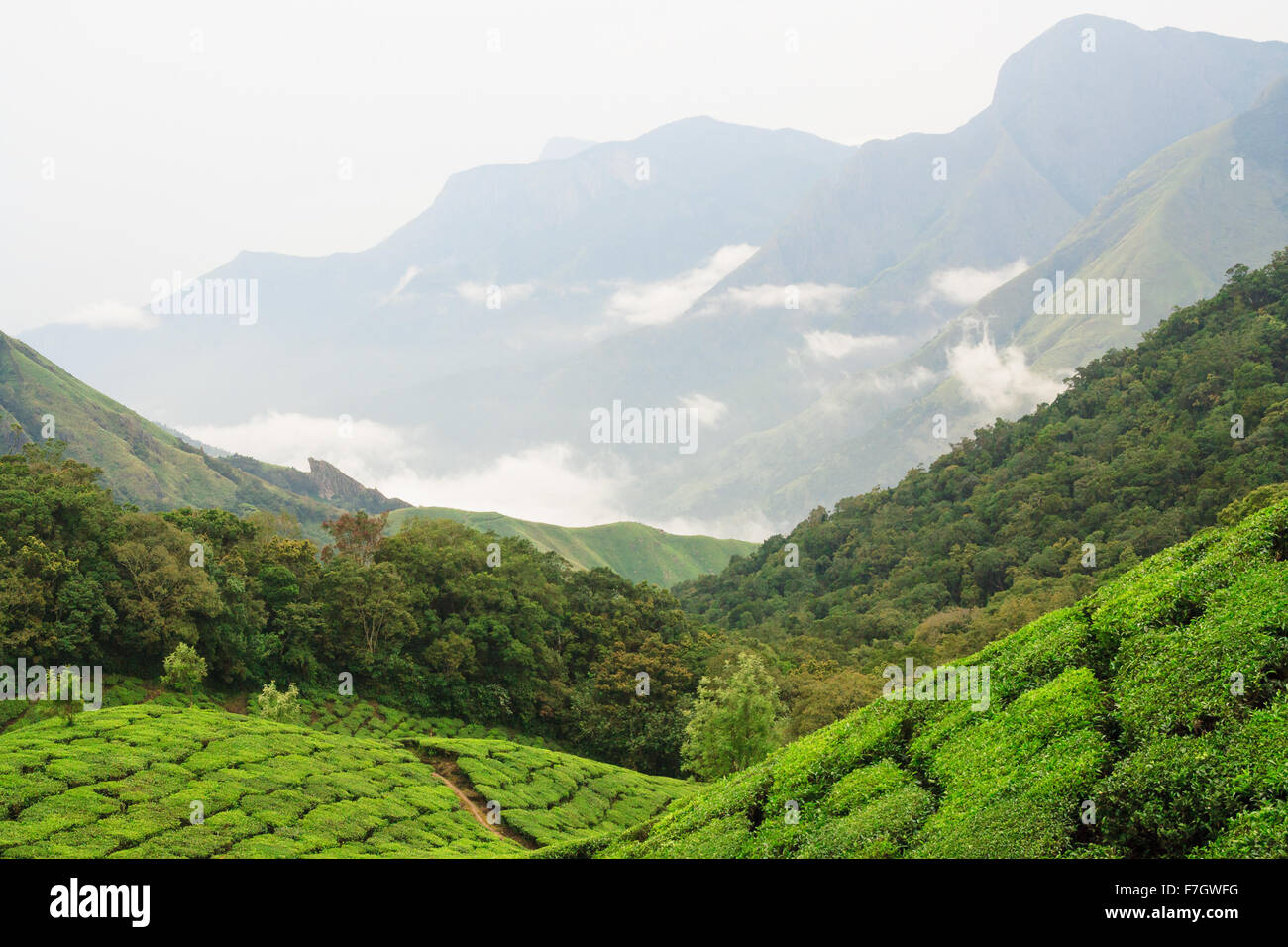 Tea fields and mountains in munnar Stock Photo - Alamy