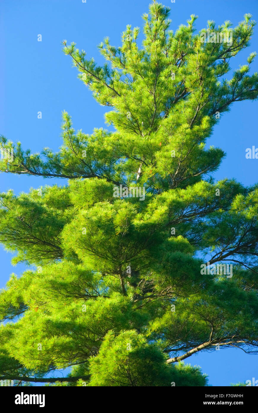 White pine, Great Brook Farm State Park, Massachusetts Stock Photo - Alamy