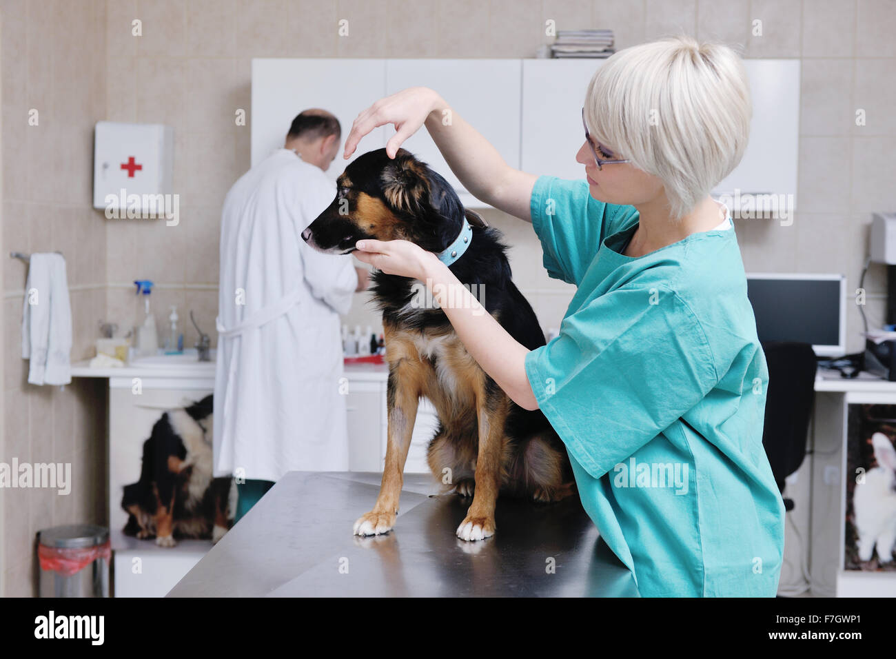 portrait of a veterinarian and assistant in a small animal clinic at ...
