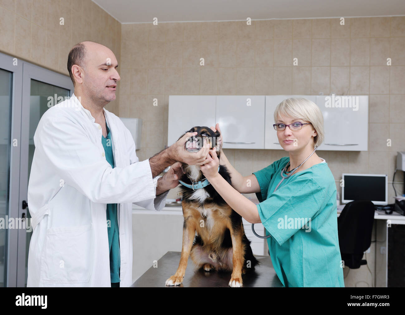 portrait of a veterinarian and assistant in a small animal clinic at ...